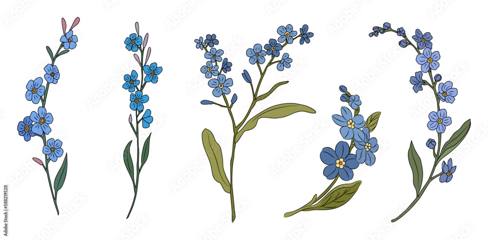 Set of Forget me not flower colorful vector illustrations. Myosotis ...