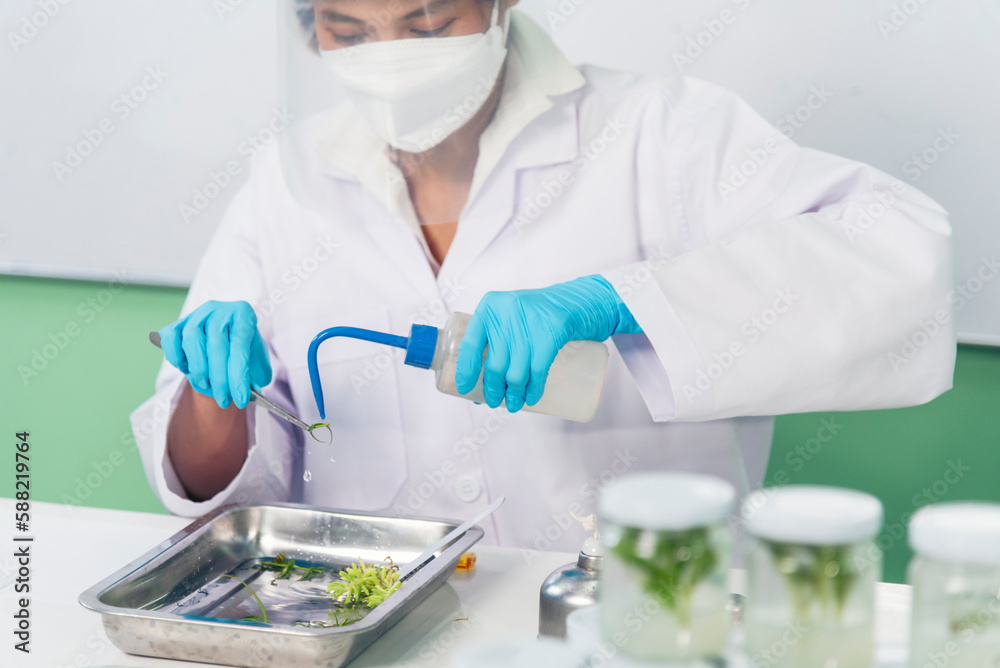 Biochemistry asian Scientist women working plants tissue culture ...