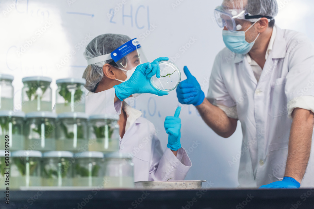 Scientist teams consult together with biochemistry plants tissue ...