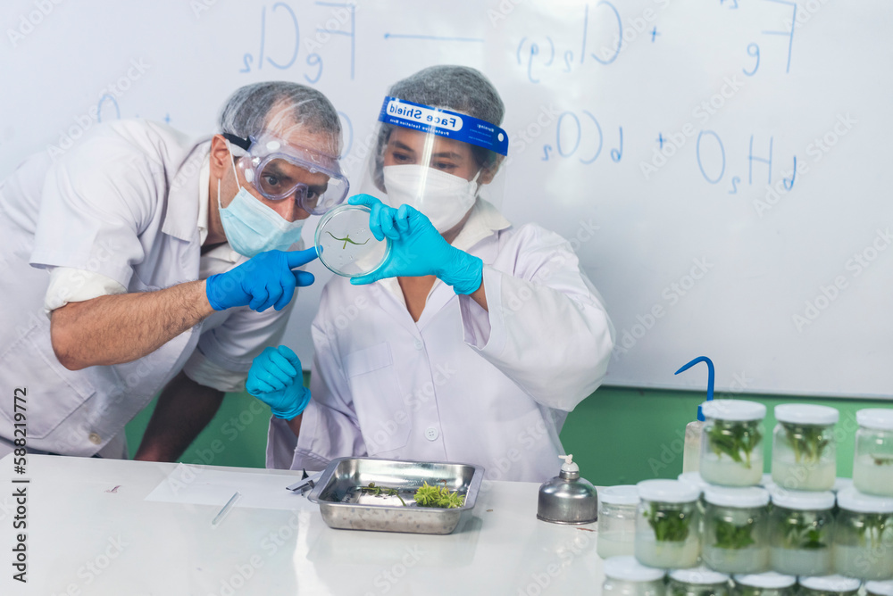 Scientist teams consult together with biochemistry plants tissue ...