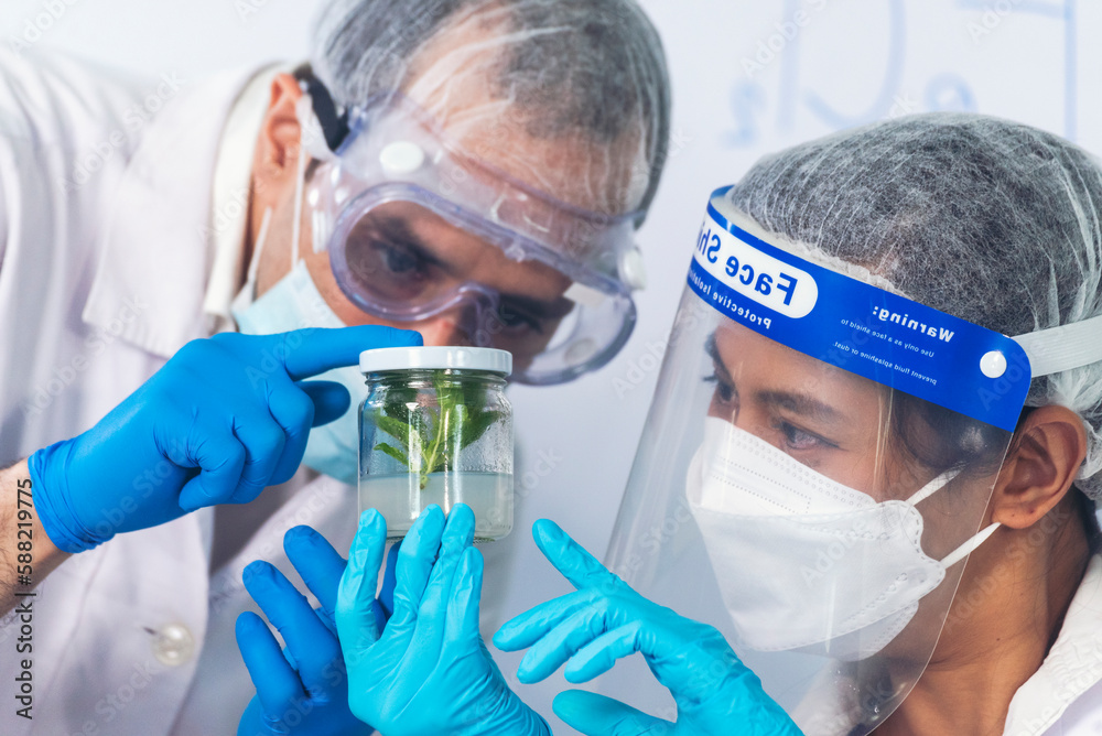 Scientist teams consult together with biochemistry plants tissue ...