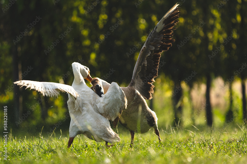 Foto de Couple fighting geese on the farm, two geese have a fierce ...