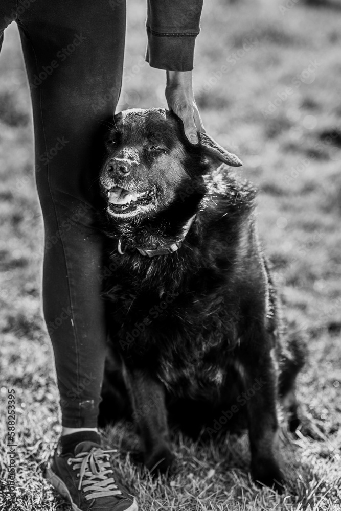 black and white photo of very old dog leaning on his owner's legs ...