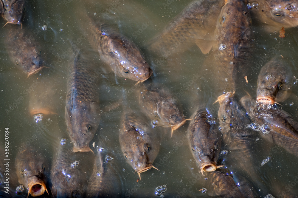poissons au Petit Trianon au château de Versailles Stock Photo | Adobe ...