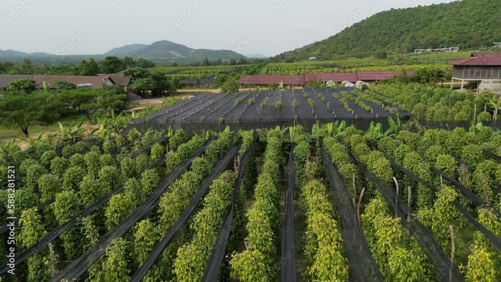 Overview by drone of the huge plantation of Pepper in Kampot province ...