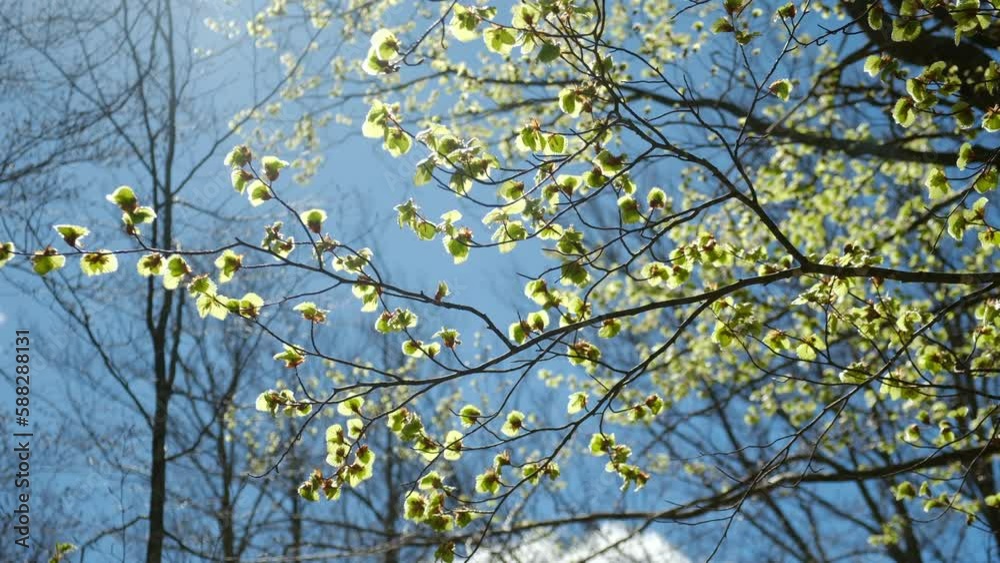 deciduous trees put out first green leaves after winter spring first ...