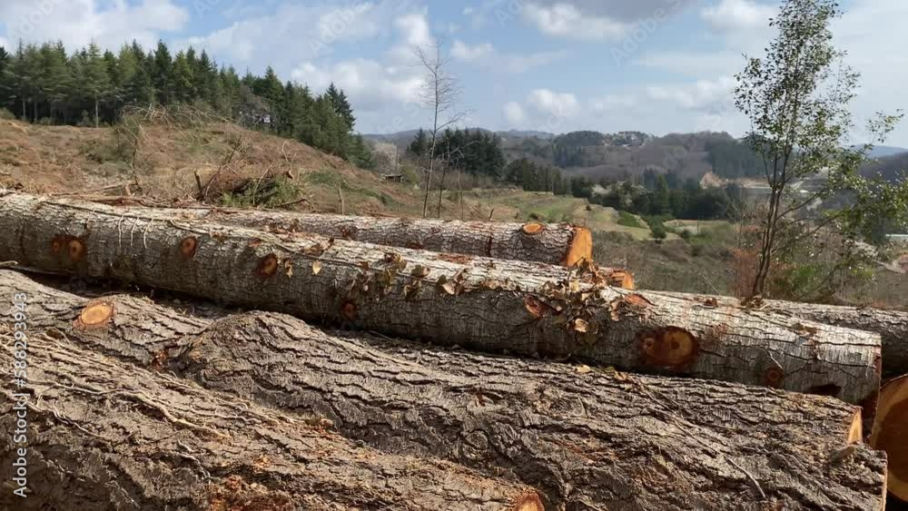 View of deforestation and illegal logging in forest. Cutting trees ...