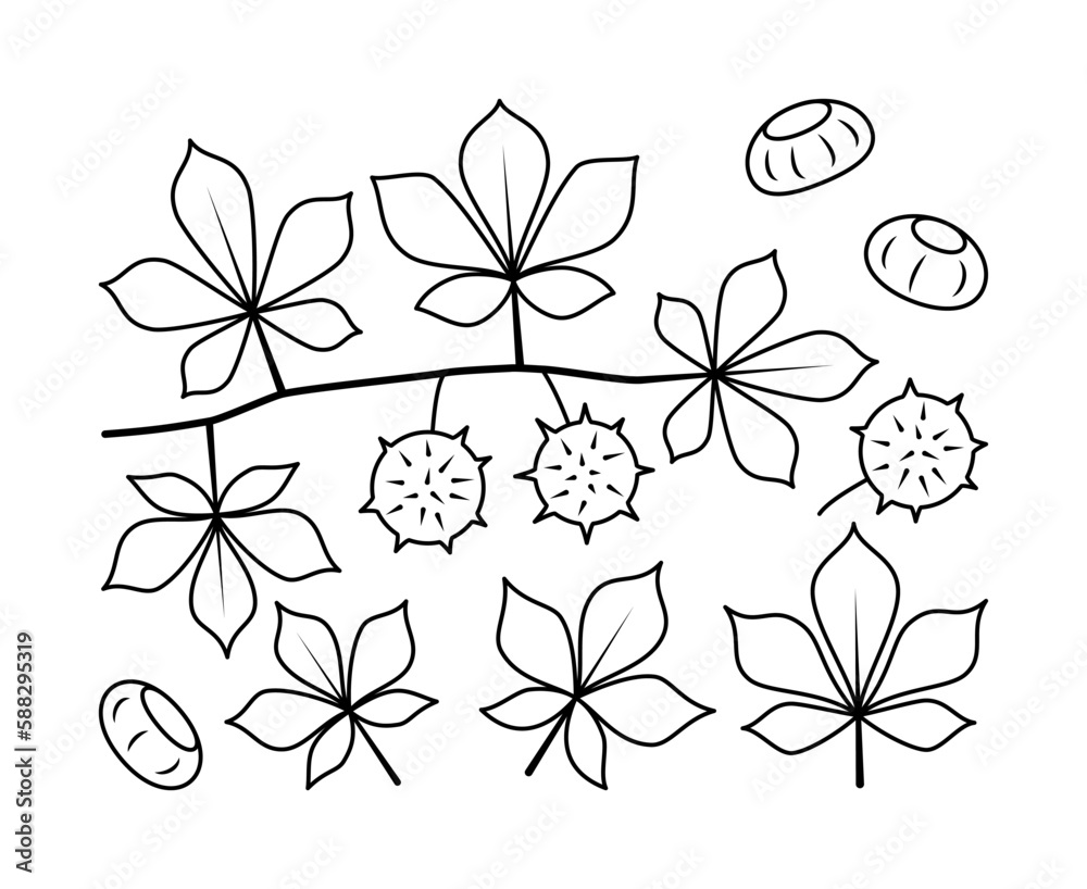 Vector line drawing of chestnut branch and chestnut fruit. Isolated ...