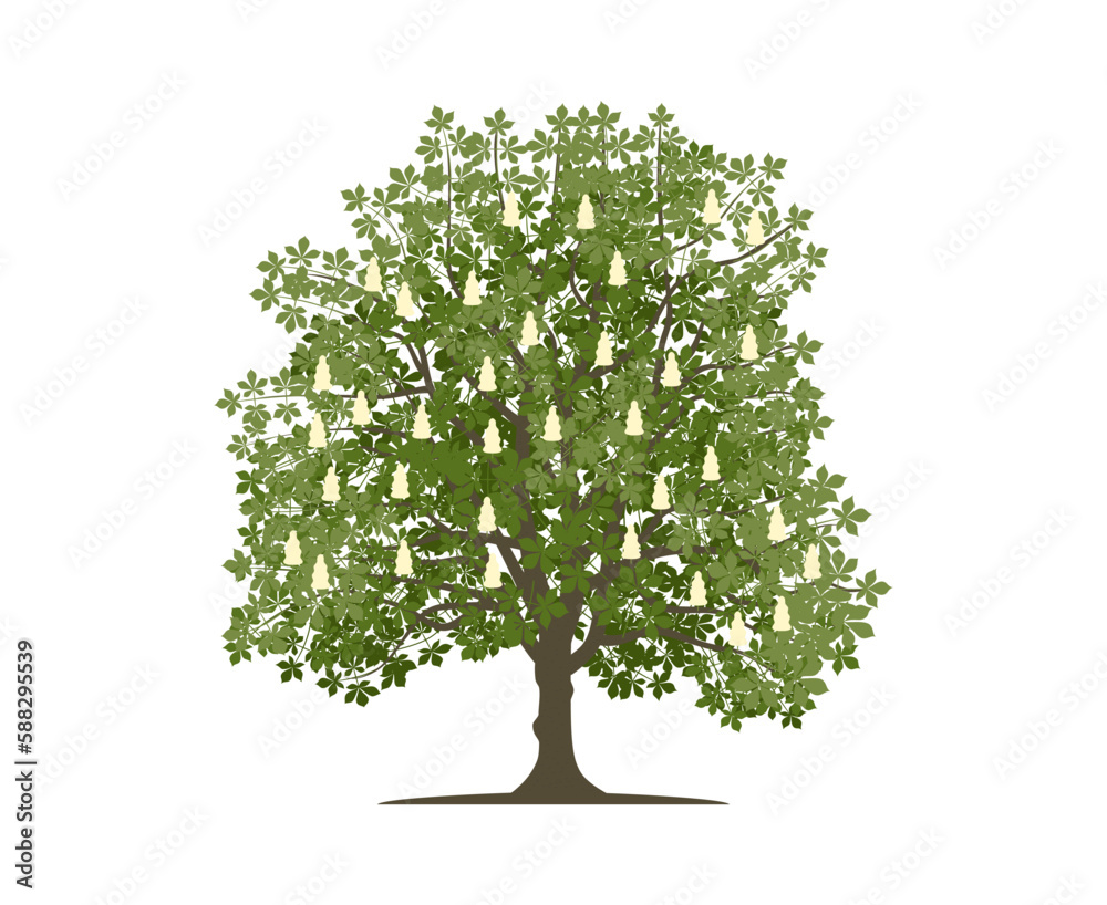 Vector drawing of chestnut tree. Isolated vector illustration of ...