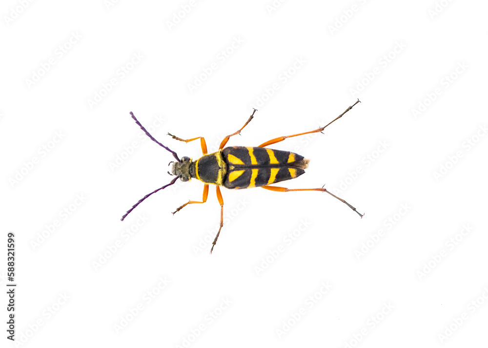 Zebra Longhorn Beetle - Typocerus zebra - black and yellow with red ...