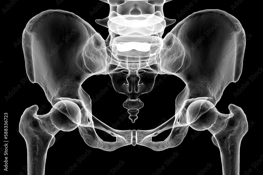 Anatomy of the pelvis bones, including the ilium, ischium, sacrum, and ...