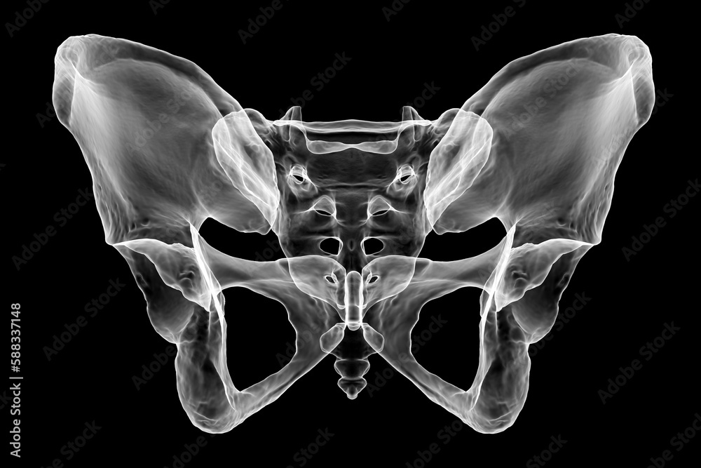 Anatomy of the pelvis bones, including the ilium, ischium, sacrum, and ...