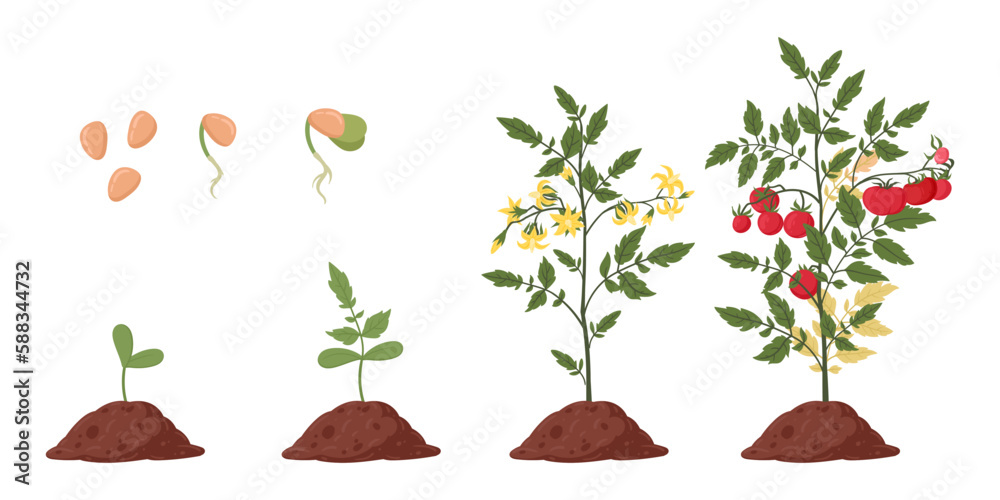 Tomato plant growth stages. Cartoon tomato sprout, bush and tomato ...