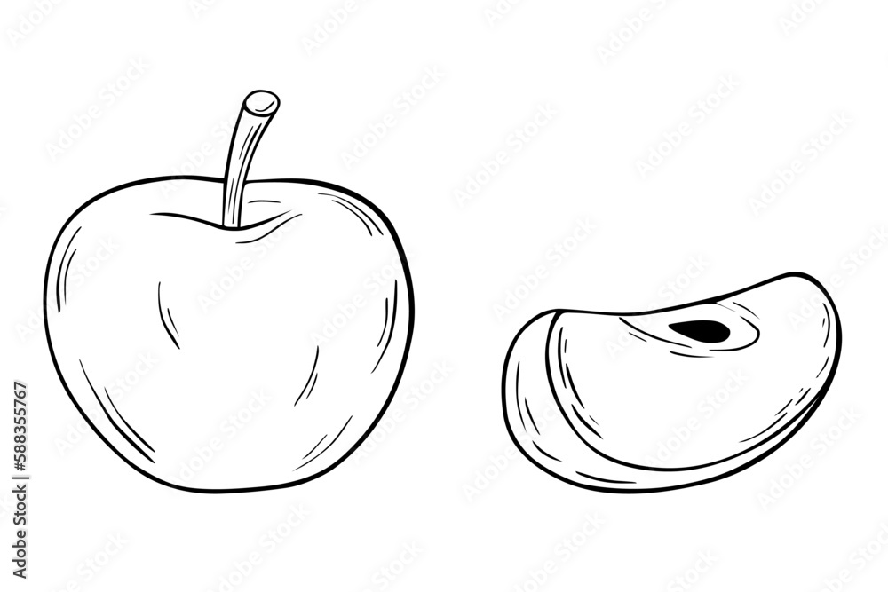 Apple and slice. Black and white vector illustration, sketch, pen and ...
