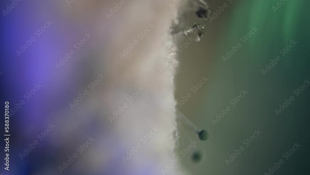 Structure of a white mold fungus under a microscope with spores. The ...