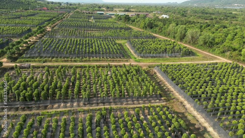 Aerial Drone footage above La Plantation Kampot the biggest pepper farm ...