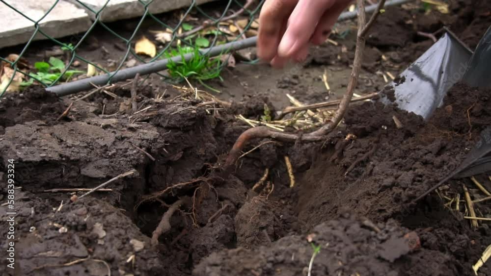 Man with a shovel digs up a fruit tree with a root for transplanting ...