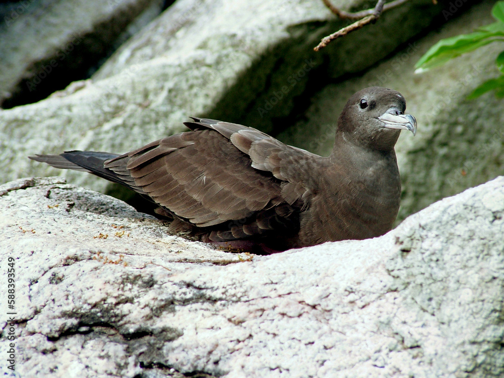 Puffin du Pacifique, Puffin de Baillon, Puffinus bailloni, Tropical ...
