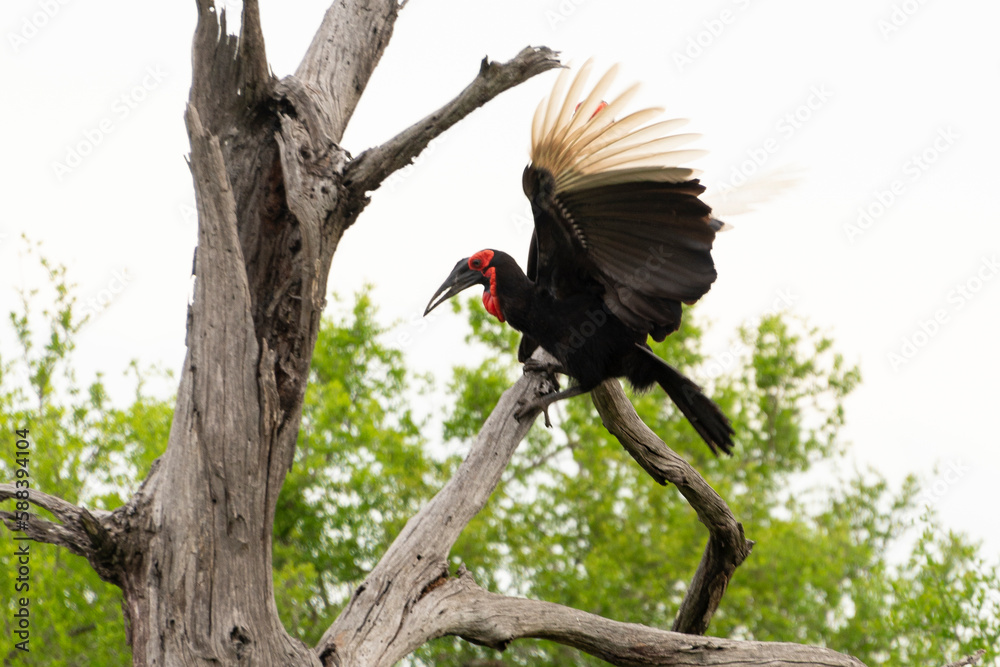 Bucorve du Sud, Grand calao terrestre, Bucorvus leadbeateri, Southern ...