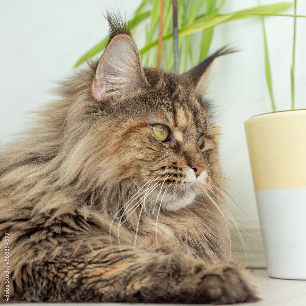 Cute furry Maine Coon cat with yellow green eyes and long beige brown ...