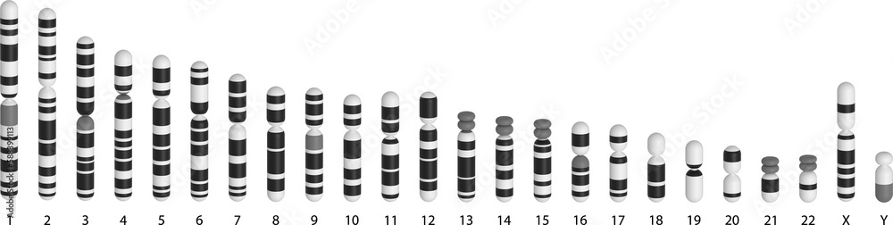 Human chromosomes ideogram Stock Illustration | Adobe Stock