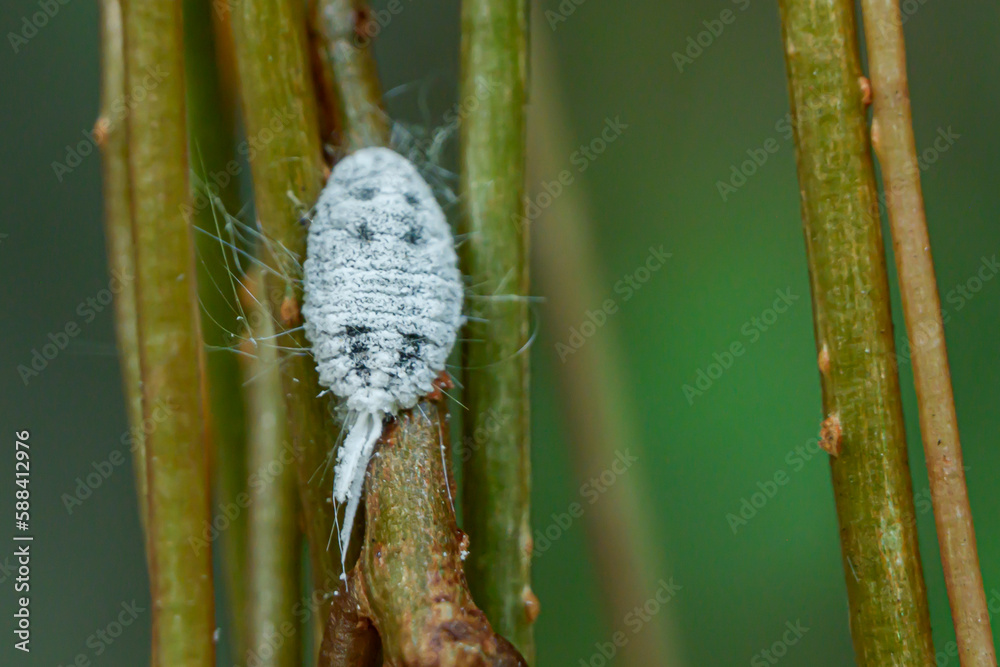 phenacoccus that lives as a pest in a plant Stock Photo | Adobe Stock