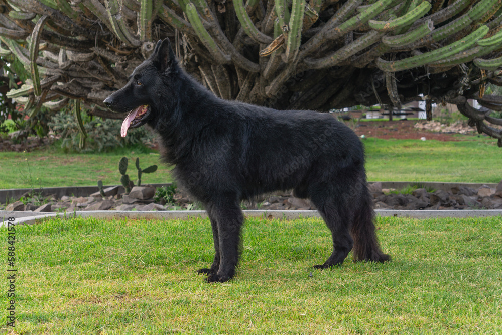 Perro pastor Alemán, línea de trabajo, negro solido, guardian ...