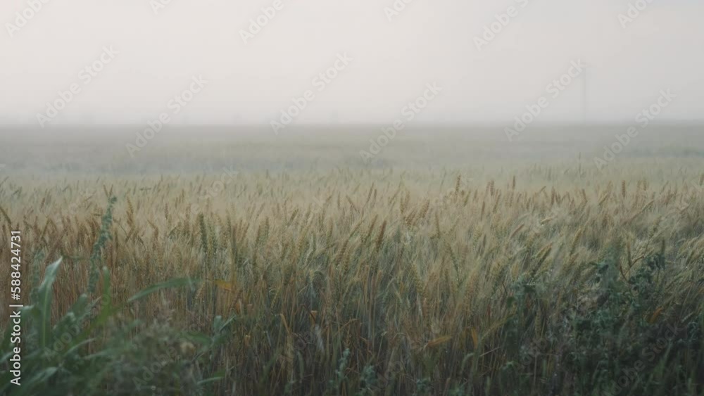 Summer heavy storm hits the wheat field waving in the wind. Poor ...