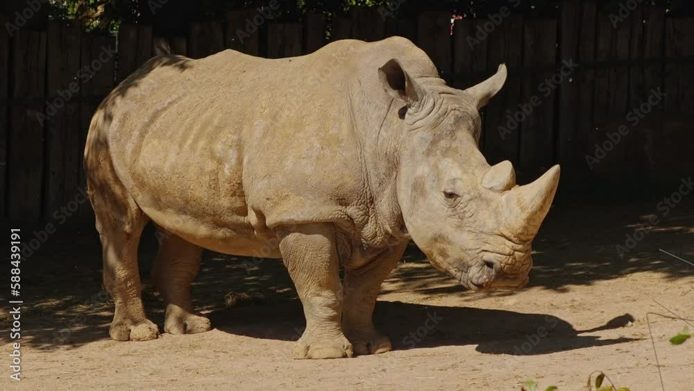 Vídeo do Stock: A brown rhinoceros with a big horn stands in a zoo ...