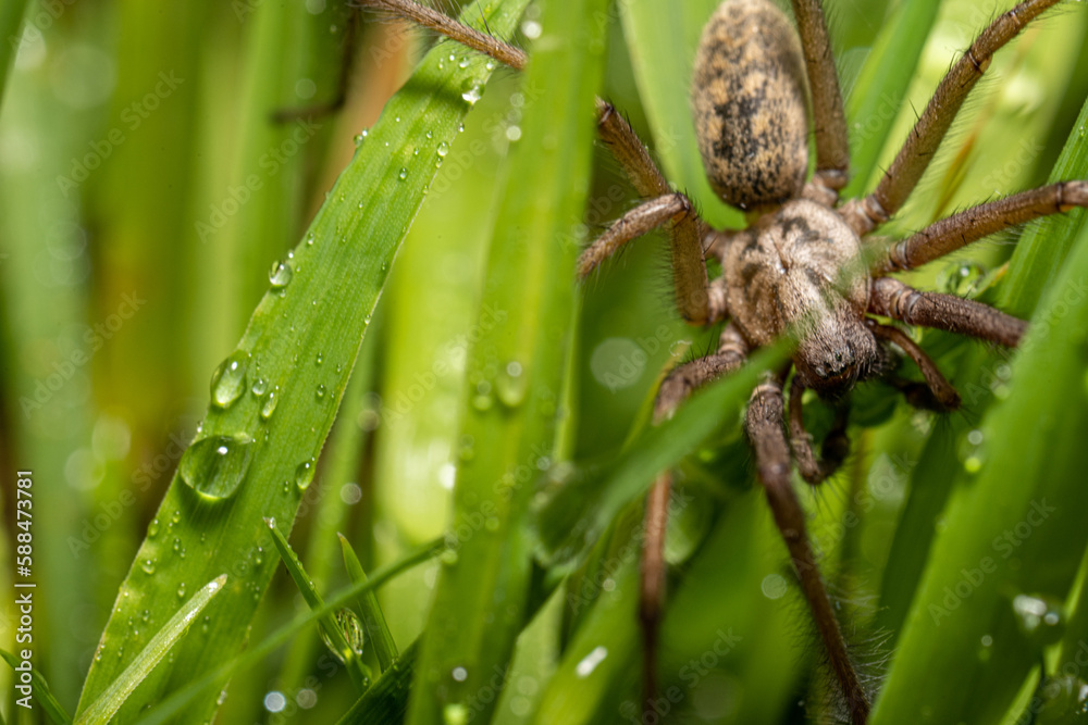 Macro photo of a Eratigena atrica also known as Giant house spider in ...