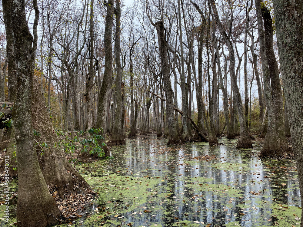 Cypress Swamp along Natchez Trace Parkway and Natchez Trace National ...