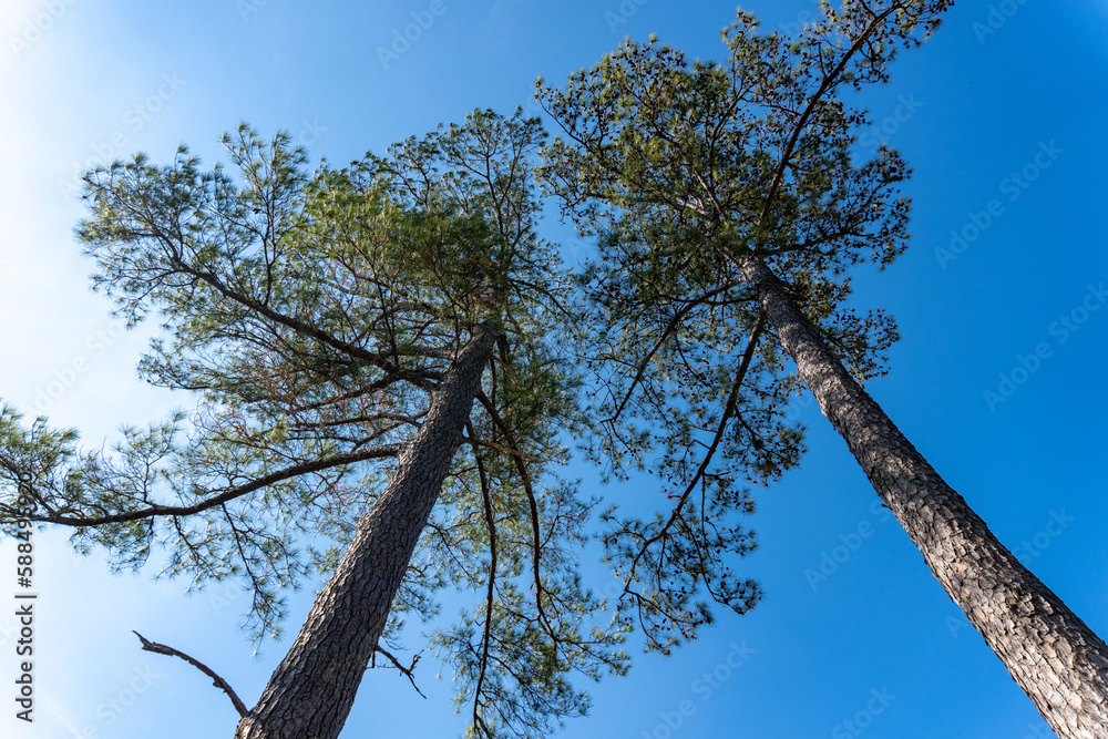 Two longleaf pine (Pinus palustris) trees reach to sky. Crown shyness ...
