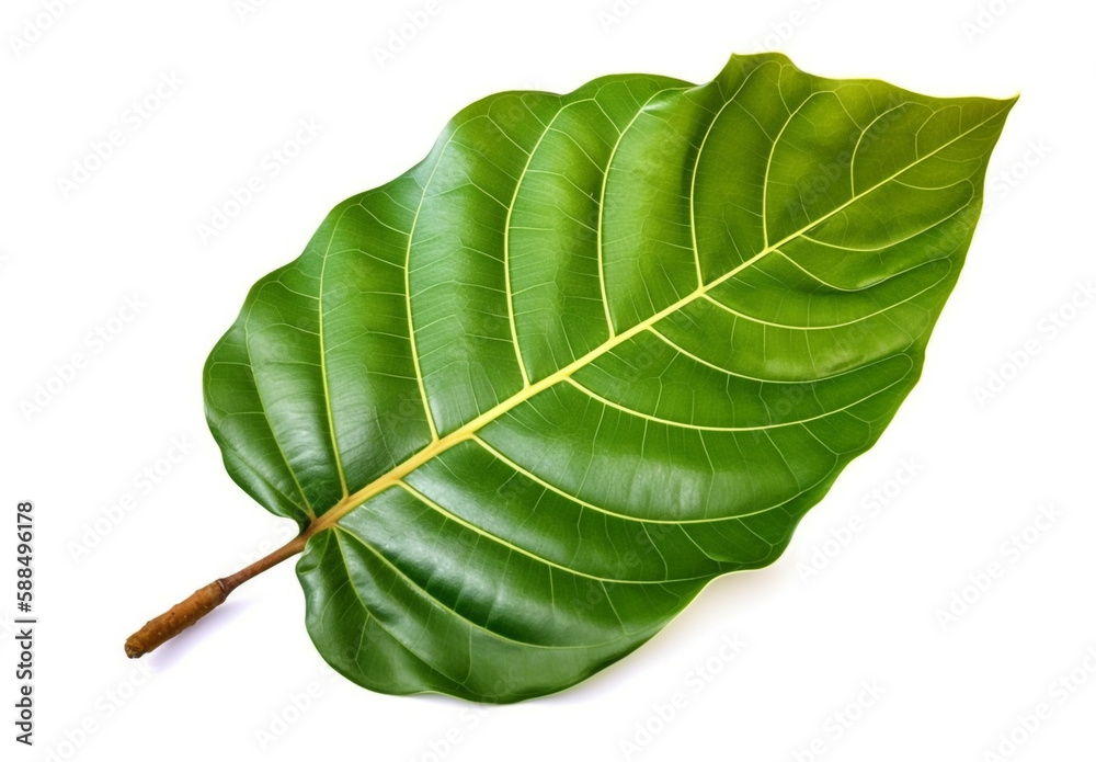 Green leaves of fiddle-leaf fig tree (Ficus lyrata) the popular ...
