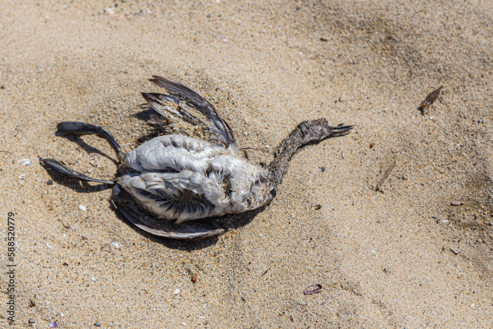 Dead body of bird caused by disease on Ocean beach. Dead bird on the ...