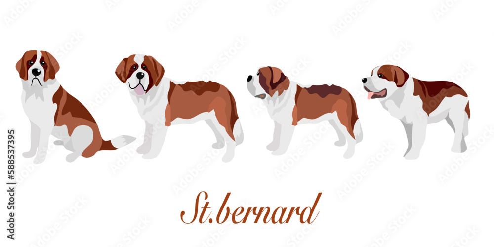 Doodle Cartoon St Bernard illustration set in different poses. Cute ...