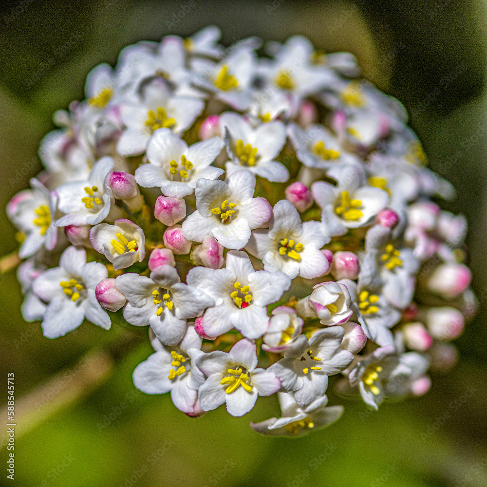Grappe de fleurs blanches avec un peu de rose évoquant la fraîcheur et ...