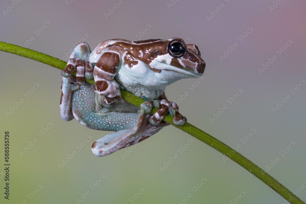 The Mission golden-eyed tree frog or Amazon milk frog (Trachycephalus ...