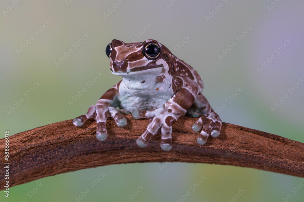 The Mission golden-eyed tree frog or Amazon milk frog (Trachycephalus ...