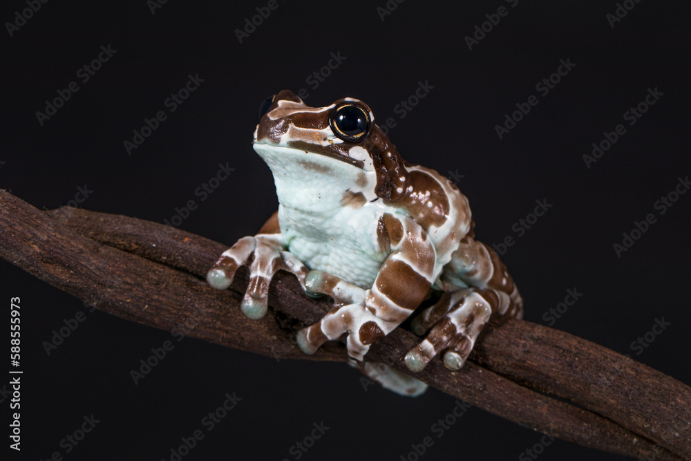 The Mission golden-eyed tree frog or Amazon milk frog (Trachycephalus ...