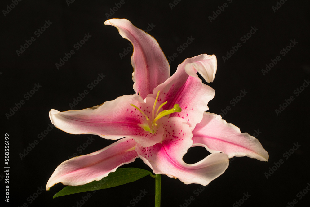 The lily is a genus of flowering plant. There are many species of ...