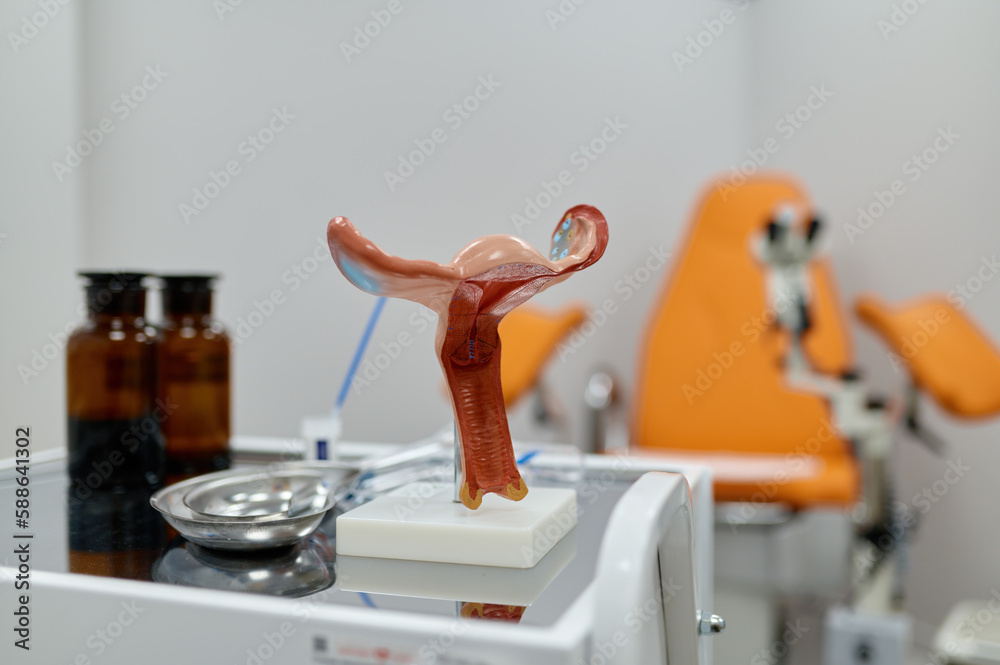 Gynecological examination kit and anatomical uterus model on table ...