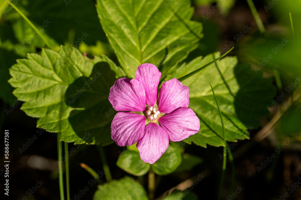 Purple flower and green leaves of Rubus arcticus known also as Arctic ...