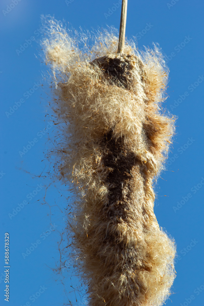 Cattails bulrush Typha latifolia beside river. Closeup of blooming ...