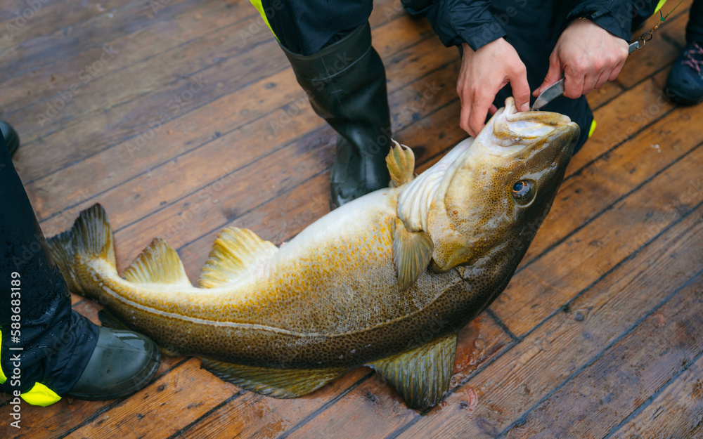 Norway exports thousands of tonnes of cod to the whole world, every ...