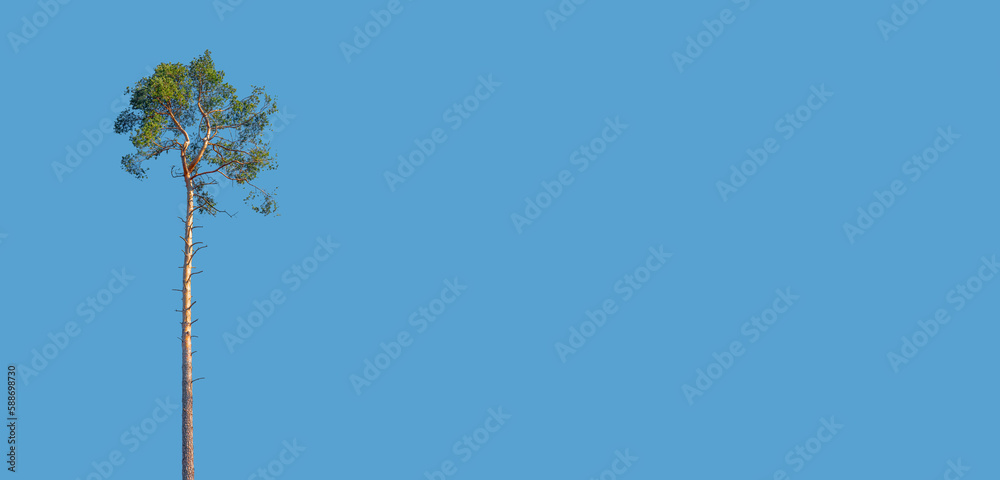 Banner with single solitary pine tree growing at blue sky solid ...