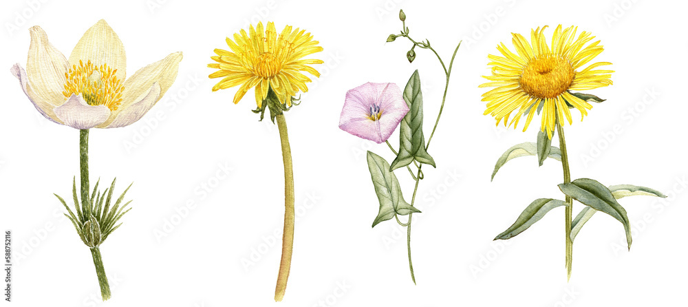 watercolor drawing wild flowers, pasque , dandelion,bindweed and ...