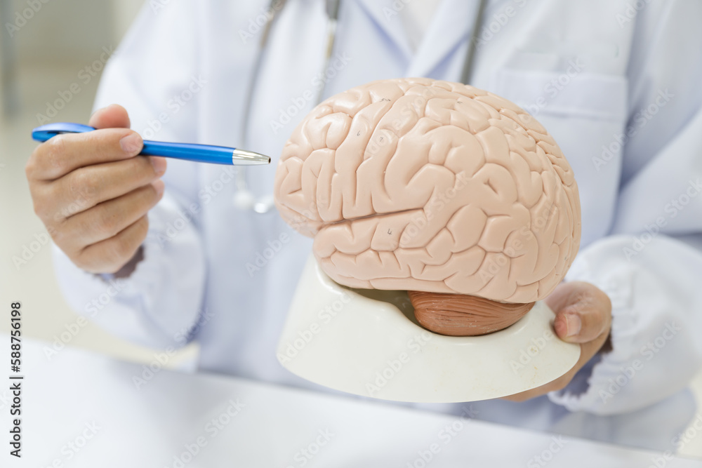 Neurologist hand pointing brain anatomy human model and brain disease ...