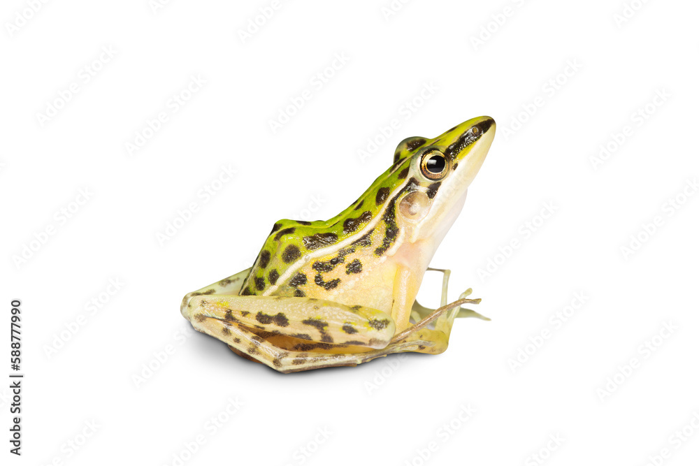 A beautiful common green water frog. isolated on transparent background ...