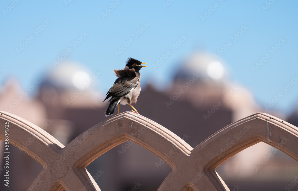 Birds of United Arab Emirates. Close up photo with a common myna bird ...