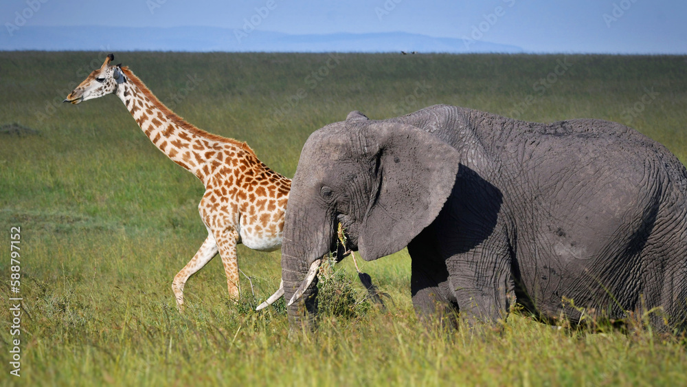 The tallest and the heaviest land mammals, African Elephant and Maasai ...